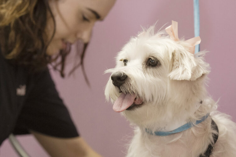 Prepare today, protect their tomorrow: June is National Pet ...